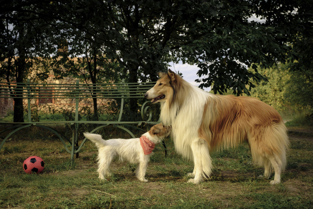 LASSIE – EIN NEUES ABENTEUER | Kino | Constantin Film Österreich LASSIE – EIN NEUES ABENTEUER | Kino | Constantin Film Österreich